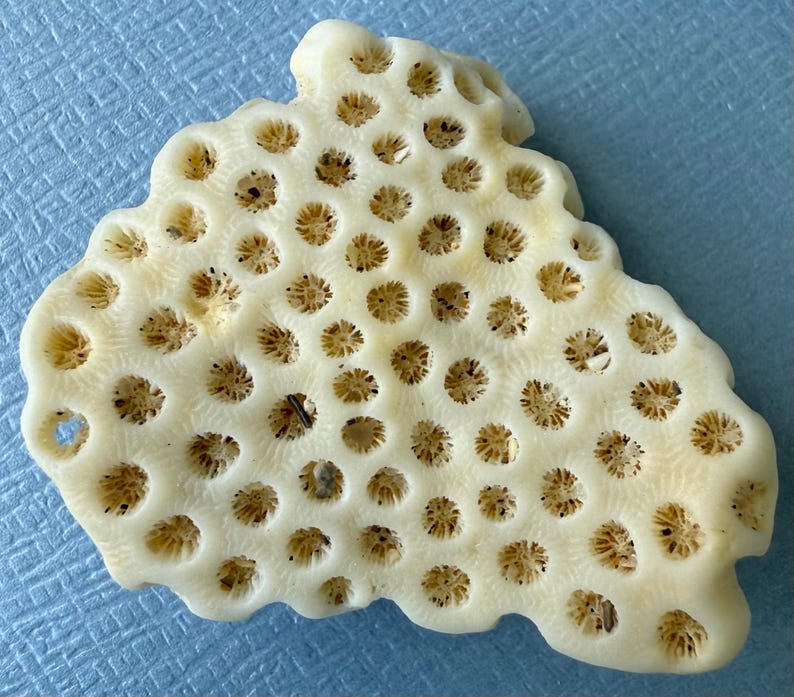 Natural Coral Fossil Rocks 17 Pcs - Craft Supplies - Coastal Home Decor ...