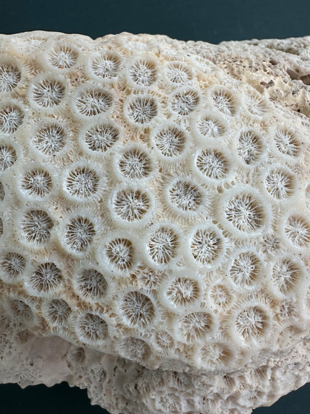 Huge Dried Coral Fossil Stone Ocean Corals Brain Coral Reef Coastal