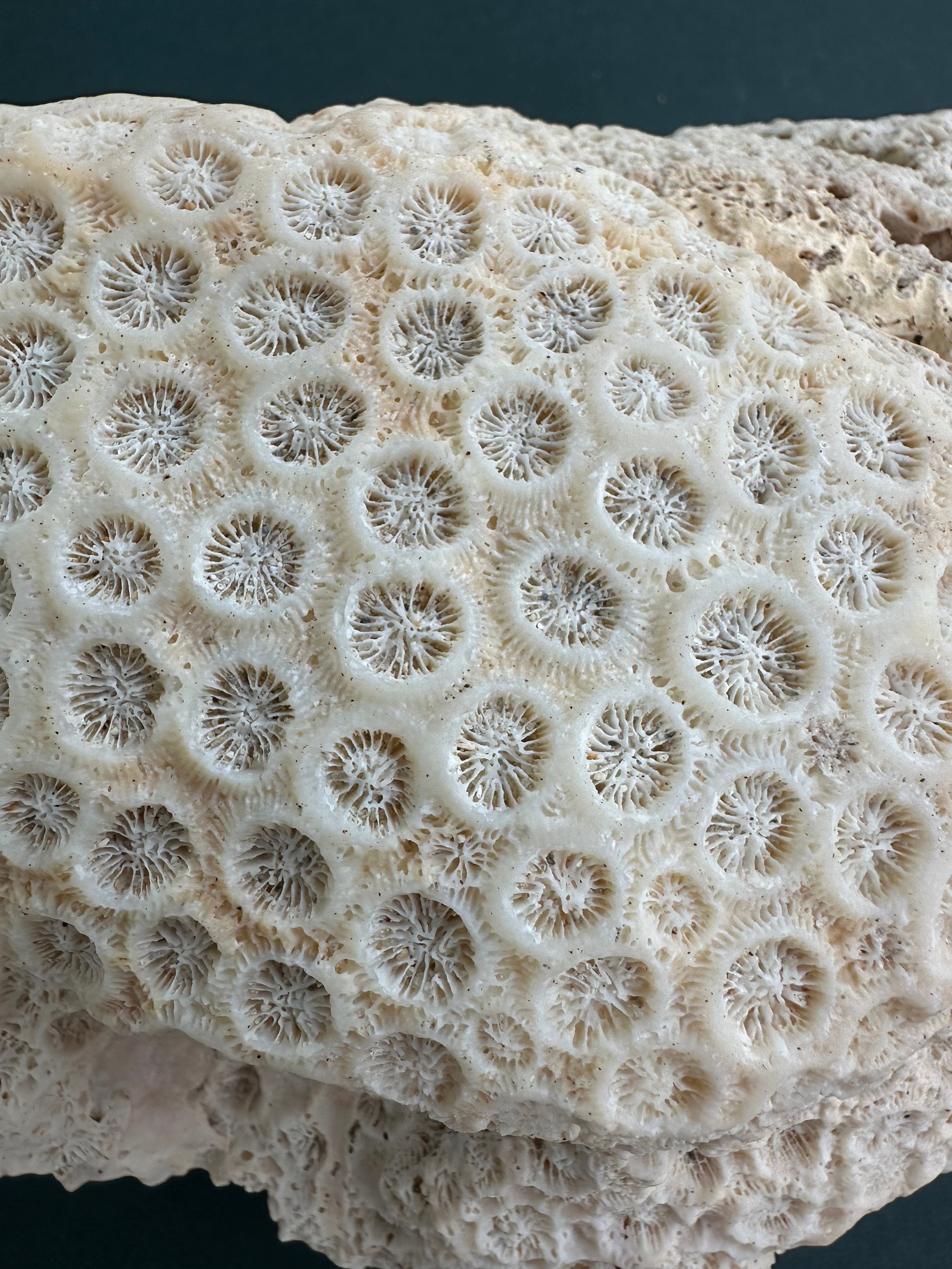 Huge Dried Coral Fossil Stone Ocean Corals - Brain Coral Reef - Coastal ...