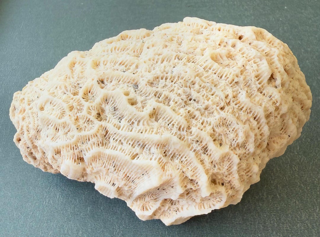 Rare Natural Brain Coral Fossil Rock 6 in 3.5 In. 15-9cm. Coastal Decor ...