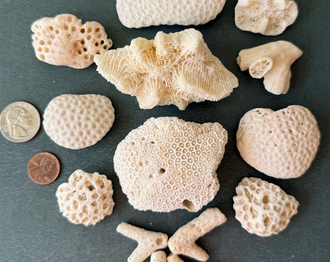 Fossil Coral Rocks 14pcs - Coastal Decor - Aquarium Decor - Home ...