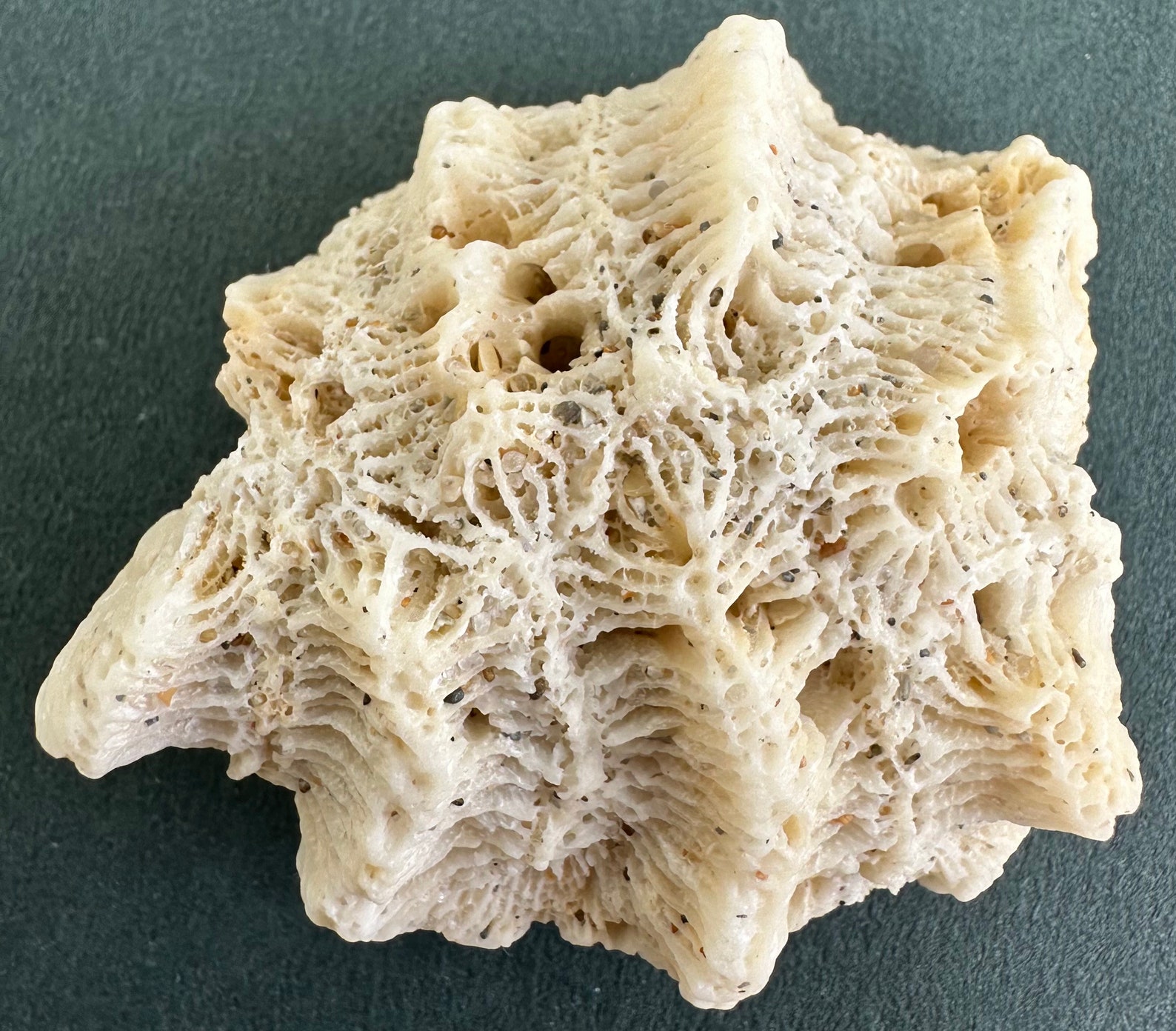 Rare Vintage Natural Coral Fossil Stone 11pcs Coastal Decor Ocean Coral ...