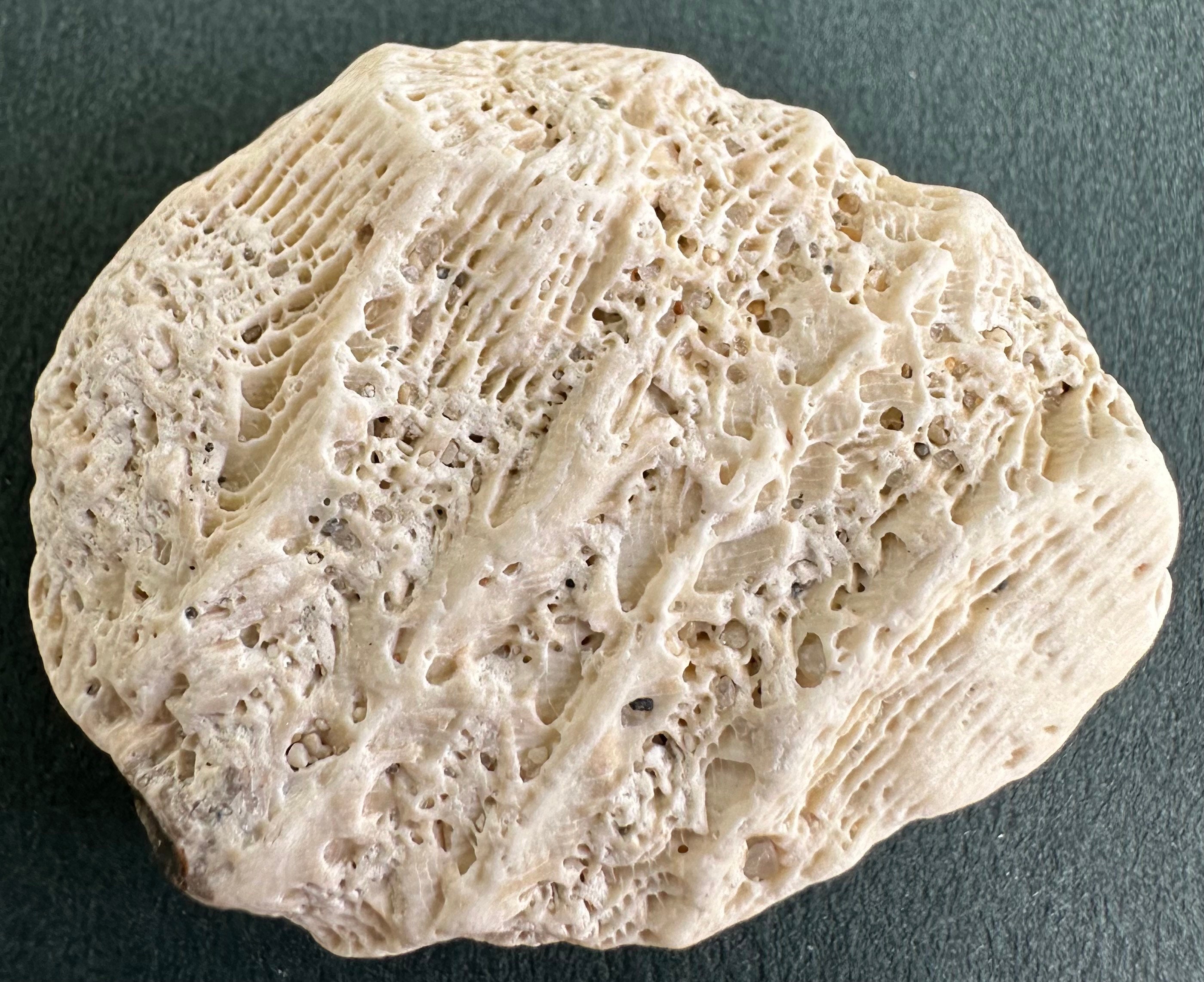 Rare Vintage Natural Coral Fossil Stone 11pcs Coastal Decor Ocean Coral ...