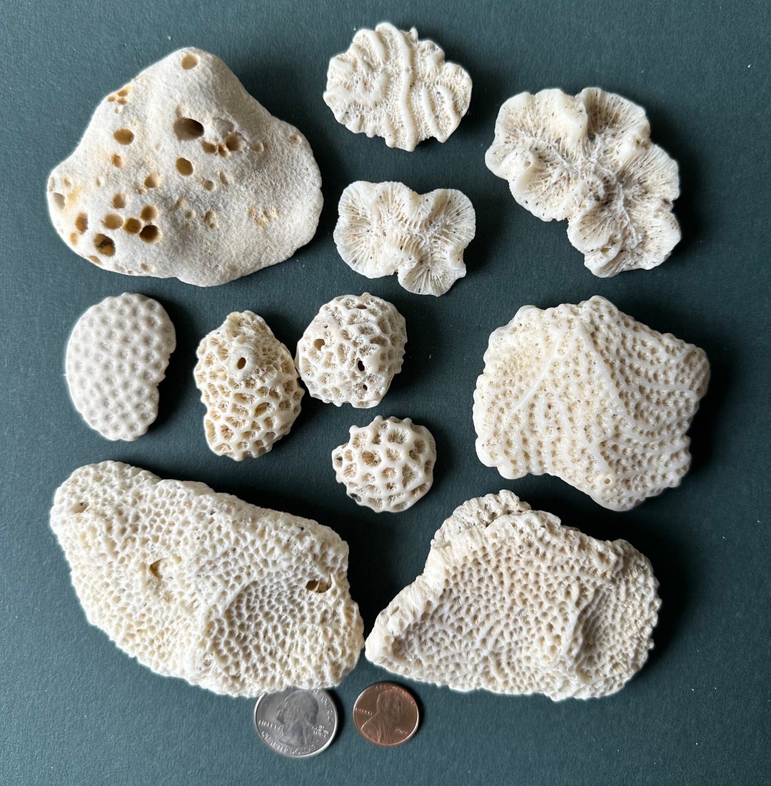Coral Fossil Stone 11 Pcs Fossilized Coral Reef Coastal Home Decor - Etsy