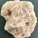 Rare Vintage Natural Coral Fossil Stone 11pcs Coastal Decor Ocean Coral ...