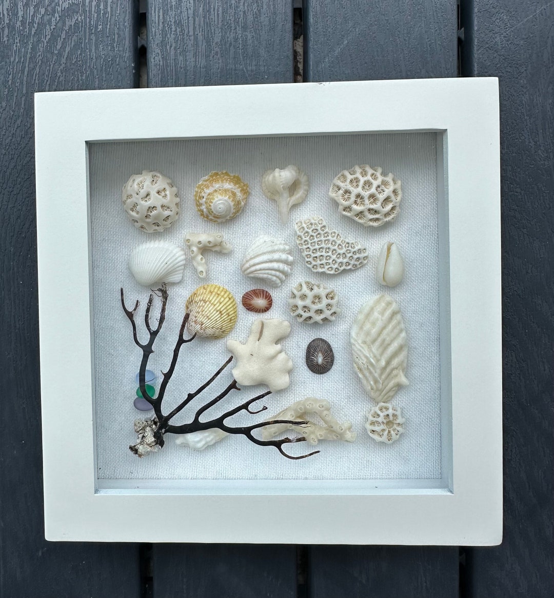 Seashells Wall Art Seashells Shadow Box Coastal Wall Decor Wall Art ...