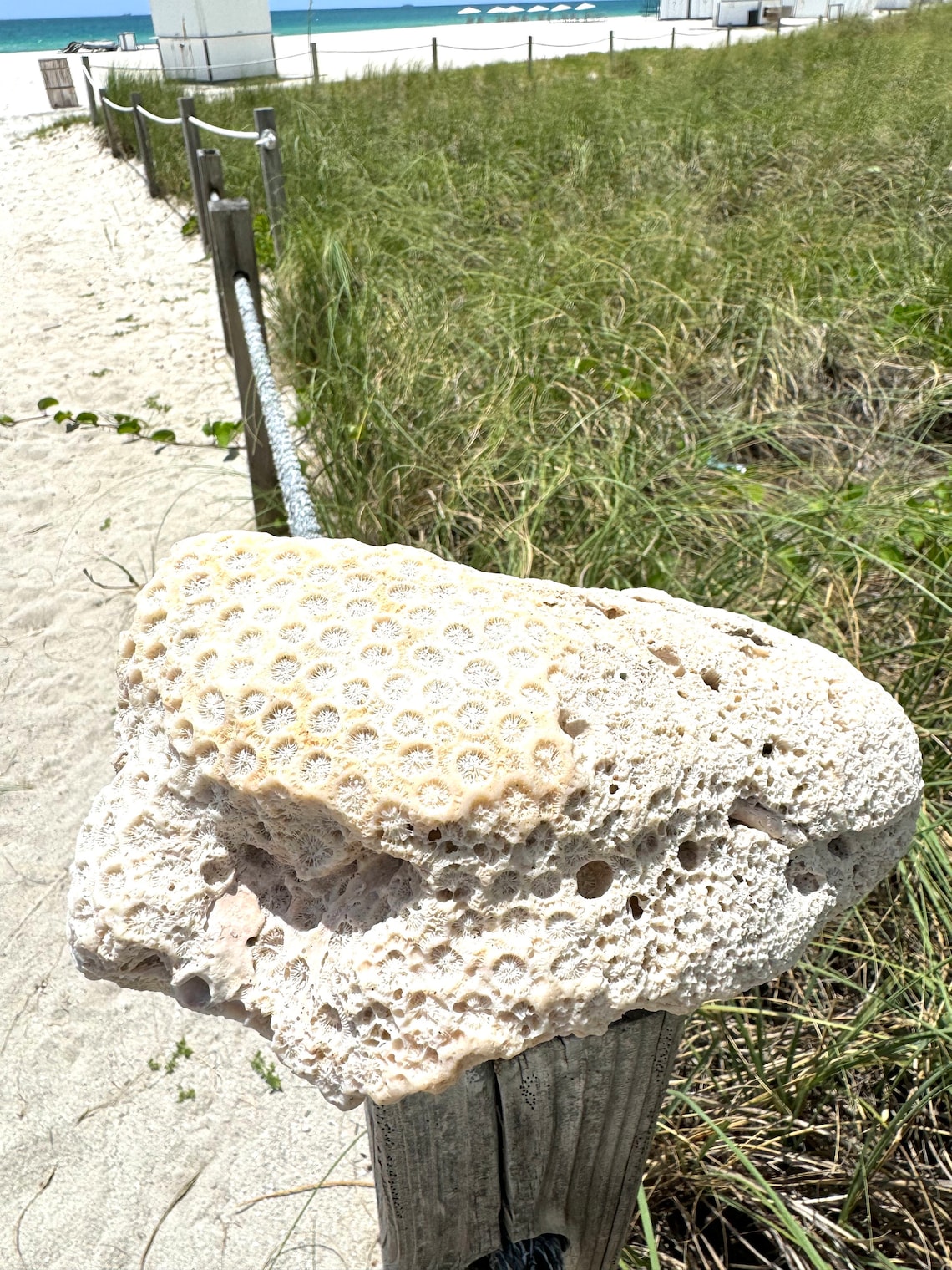Huge Dried Coral Fossil Stone Ocean Corals - Brain Coral Reef - Coastal ...