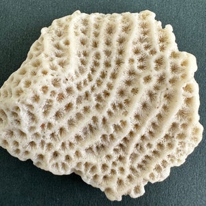 Rare Vintage Natural Coral Fossil Stone 11pcs Coastal Decor Ocean Coral