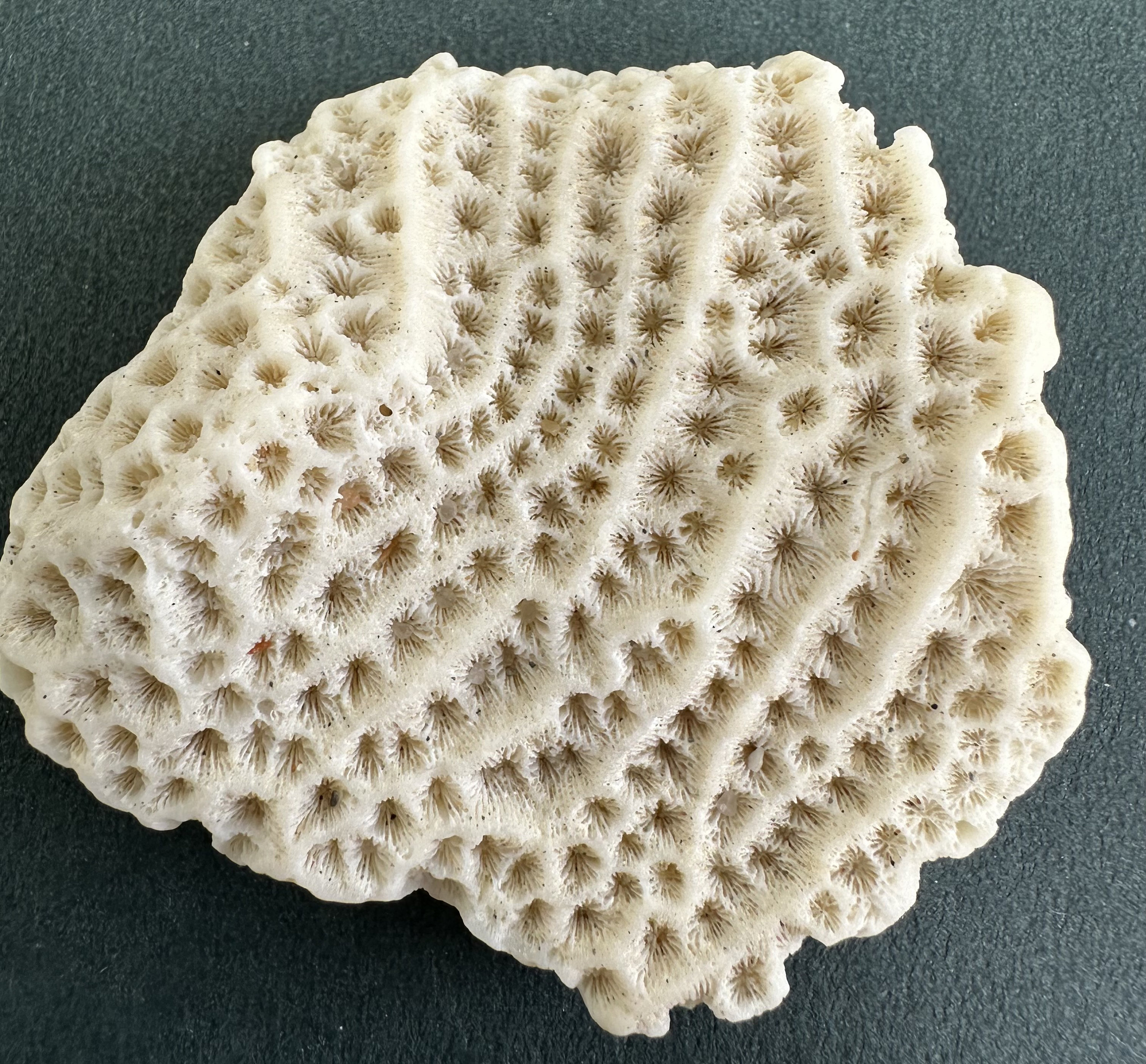 Rare Vintage Natural Coral Fossil Stone 11pcs Coastal Decor Ocean Coral ...