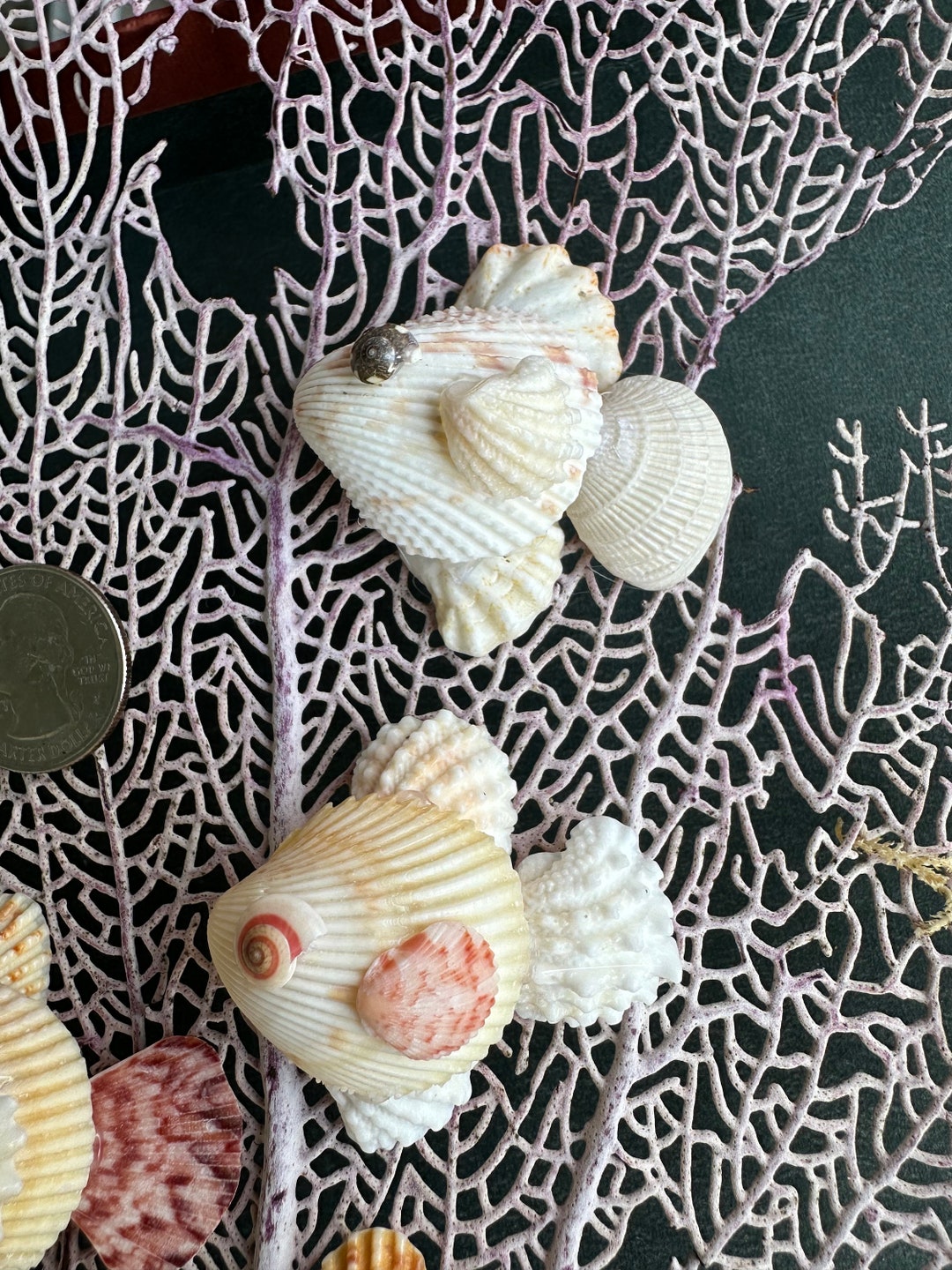 Sea Shell Fish Figurine Magnet 3pcs Handcrafted Shells Sculpture ...