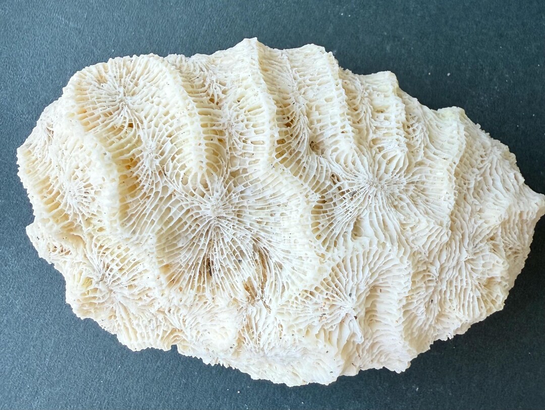 Brain Coral Fossil Stone 6*5 Inches - 16*12*9 Cm Coastal Home Decor ...