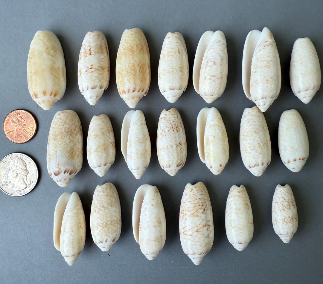 Natural Lettered Olive Sea Shells 20 Pcs. Crafts Supplies - Crafts Sea ...
