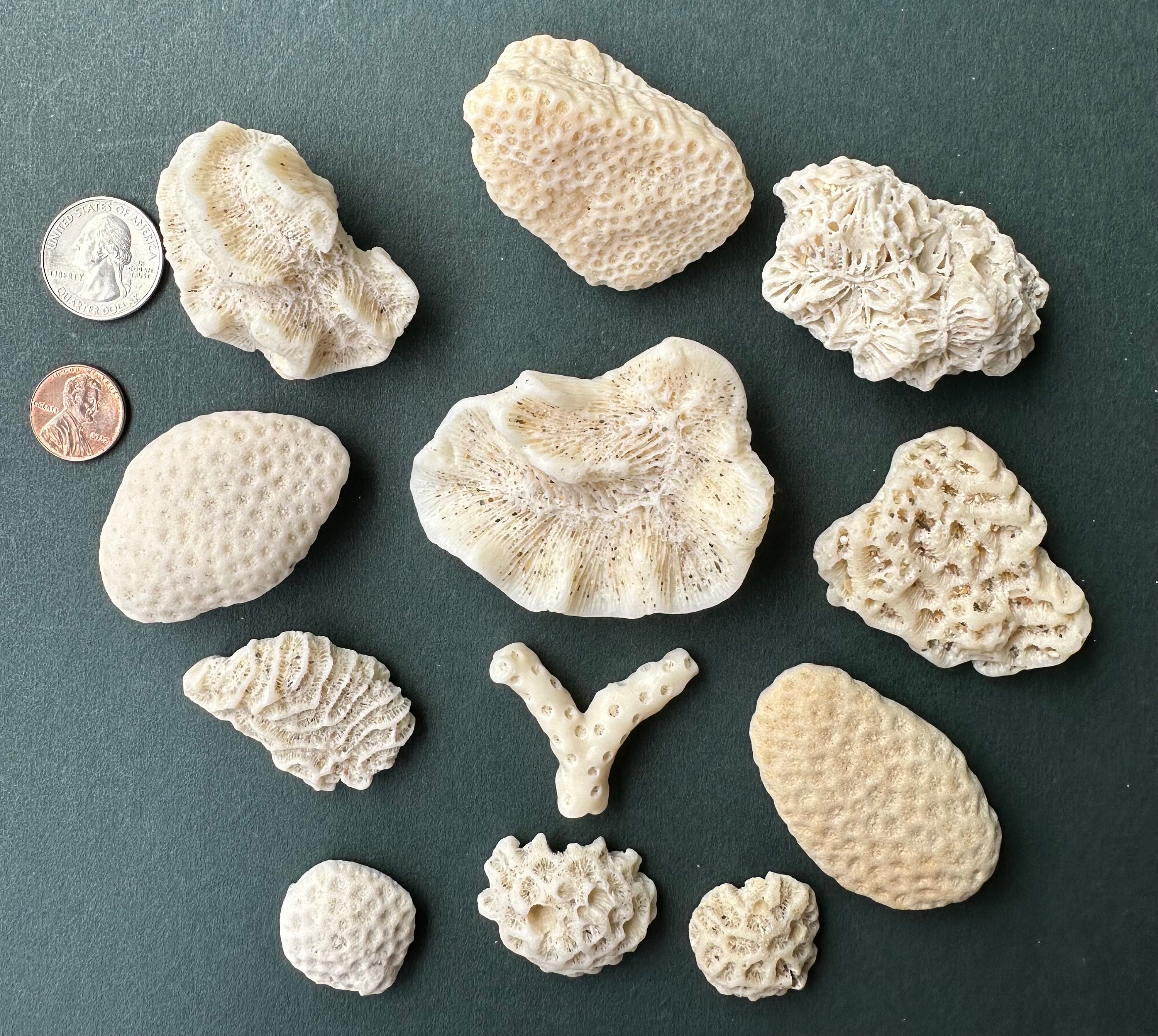 Rare Coral Fossil Reef Rocks 12 Pcs - Etsy