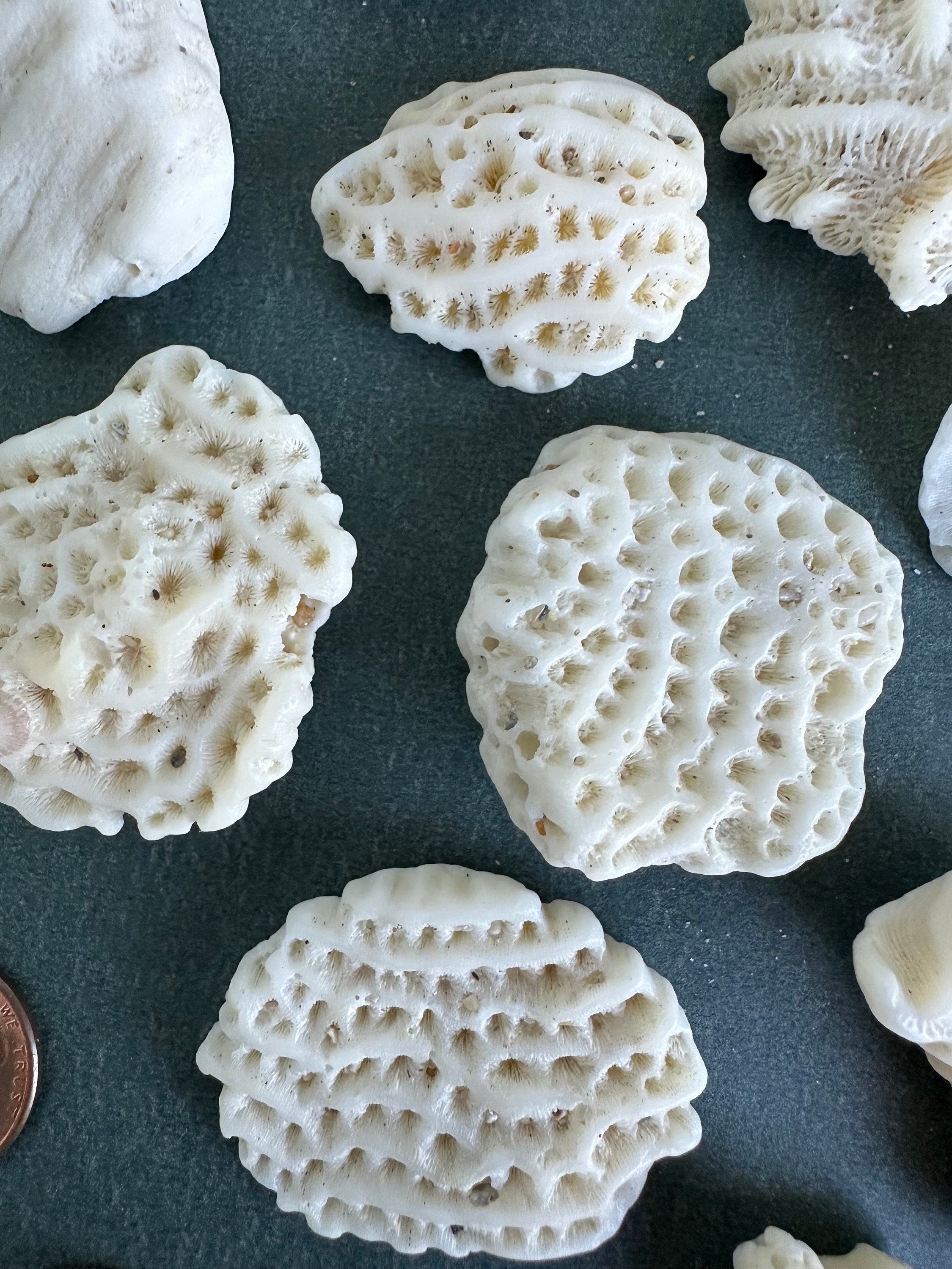 Tiny Fossilized Coral Rocks 42pcs Natural Ocean Brain Stone Florida - Etsy
