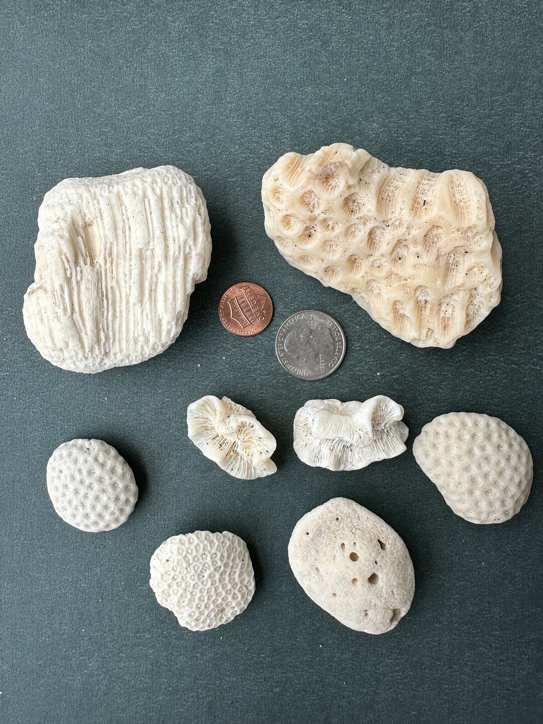 Rare Coral Fossil Rock Fossilized Brain Stone Fossil Rise Stone 8pcs - Etsy