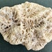 Rare Vintage Natural Coral Fossil Stone 11pcs Coastal Decor Ocean Coral ...