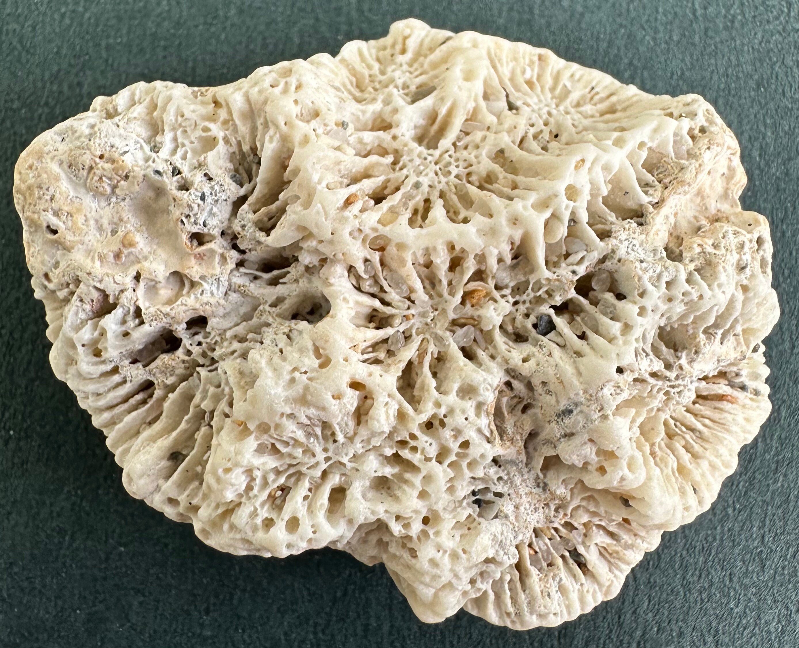 Rare Vintage Natural Coral Fossil Stone 11pcs Coastal Decor Ocean Coral ...