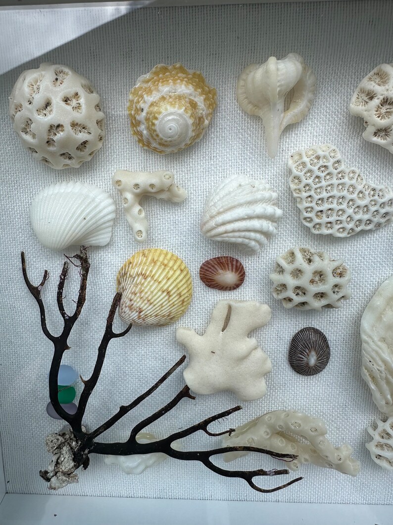 Seashells Wall Art Seashells Shadow Box Coastal Wall Decor Wall Art ...