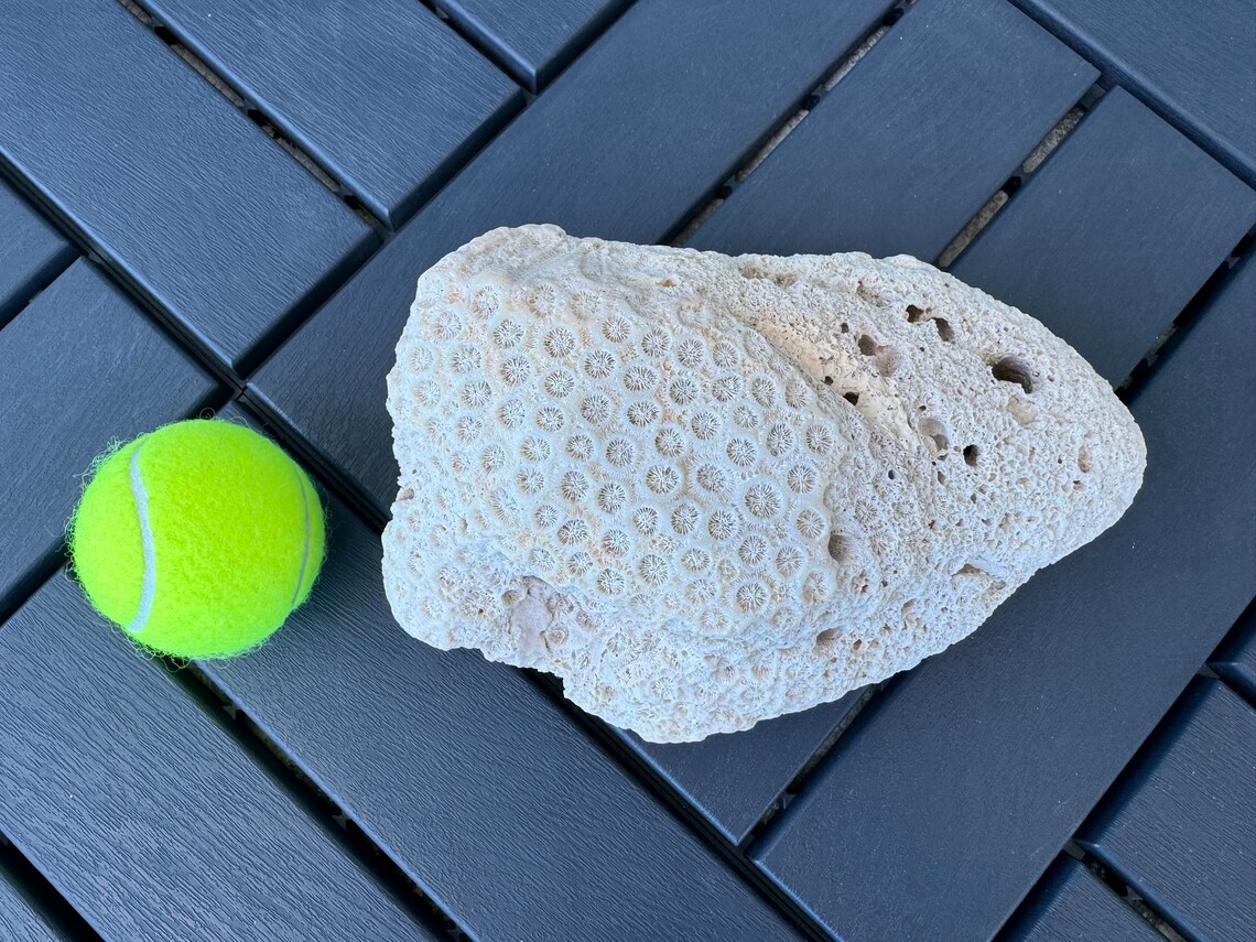 Huge Dried Coral Fossil Stone Ocean Corals - Brain Coral Reef - Coastal ...