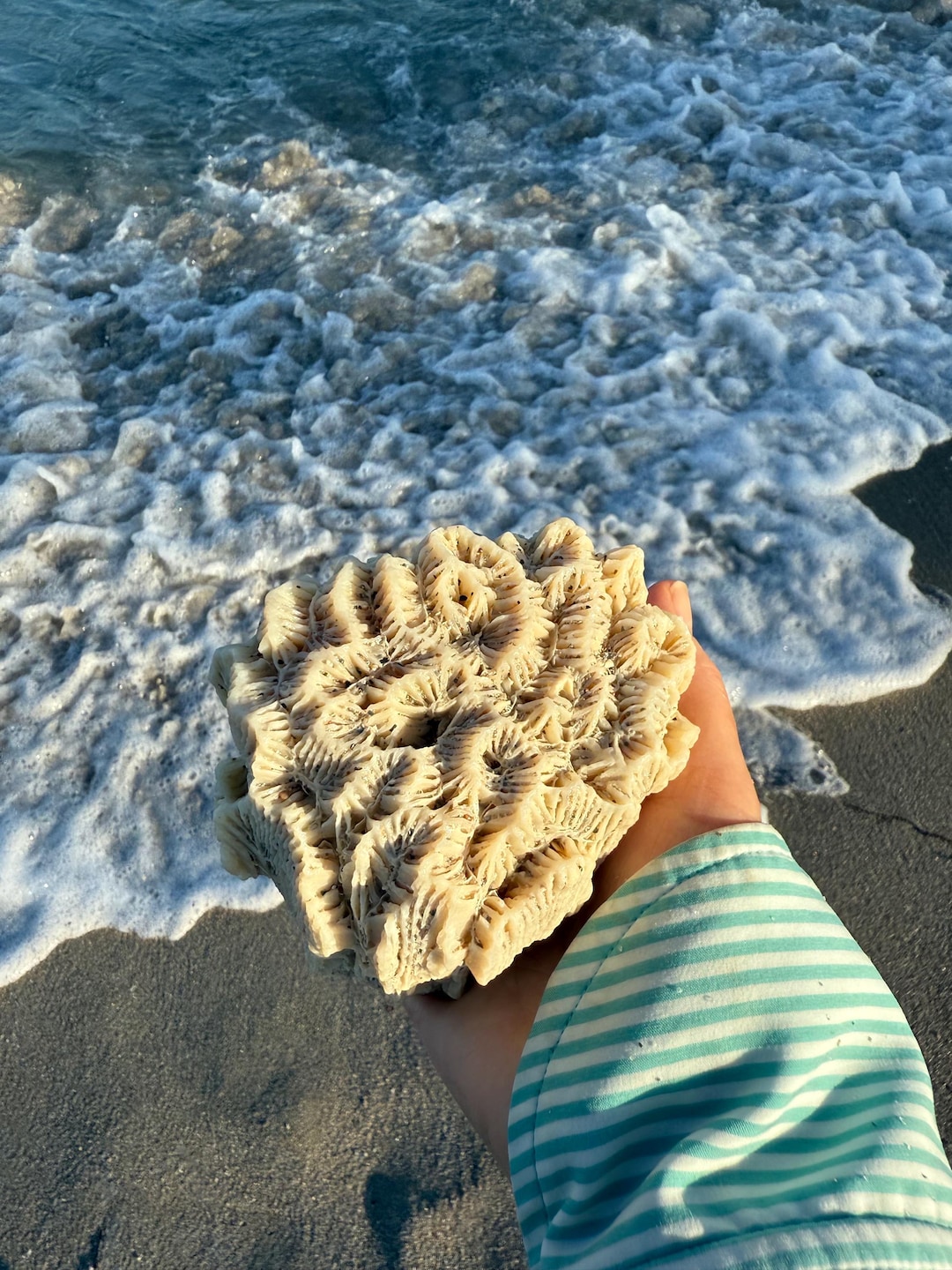 Rare Natural Brain Coral Fossil Rock - Length- 5 In. - 12.5cm. Height ...