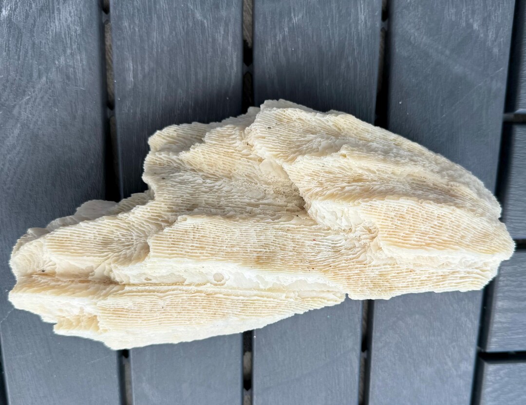 Rare Natural Fossil Coral Stone 11.5 Inches - 29cm. Coastal Decor ...