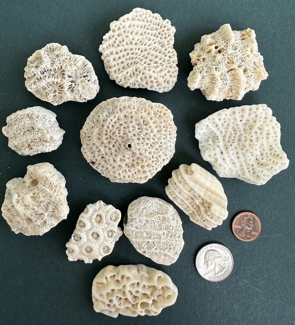 Rare Vintage Natural Coral Fossil Stone 11pcs Coastal Decor Ocean Coral ...
