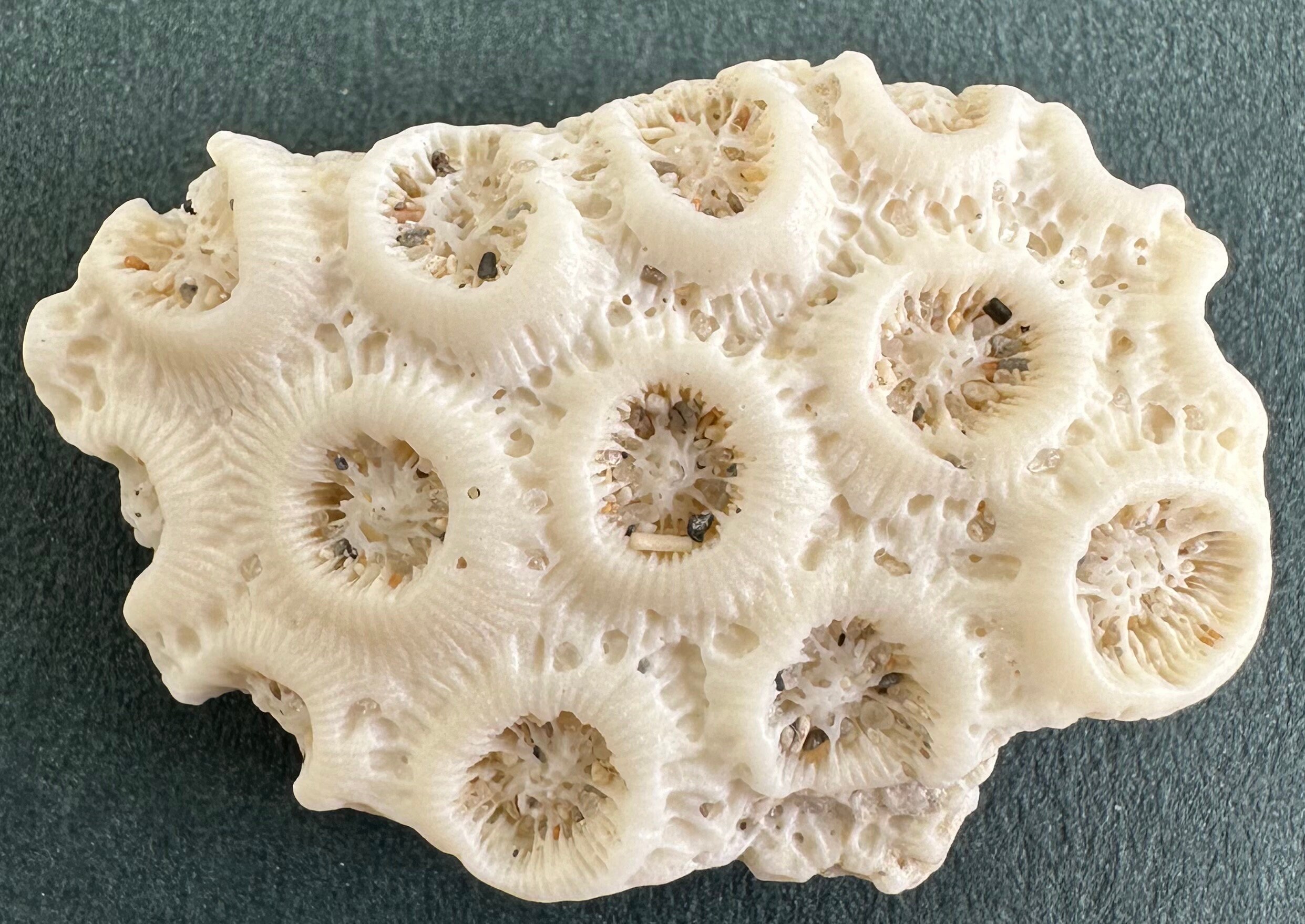 Rare Vintage Natural Coral Fossil Stone 11pcs Coastal Decor Ocean Coral ...