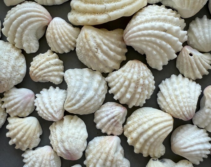 Rare Natural Sea Shells 40 Pcs. - Wall Decor - Coastal Decor - Sea ...