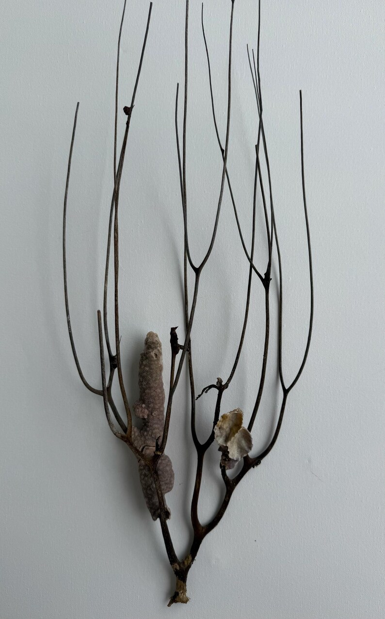 Sea Twigs - Sea Whips - Sea Branches - Sea Fan 7pcs Coastal Decor ...