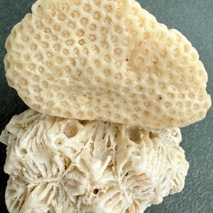 Fossil Coral Rocks 12 Pcs - Coastal Decor - Aquarium Decor - Coastal ...