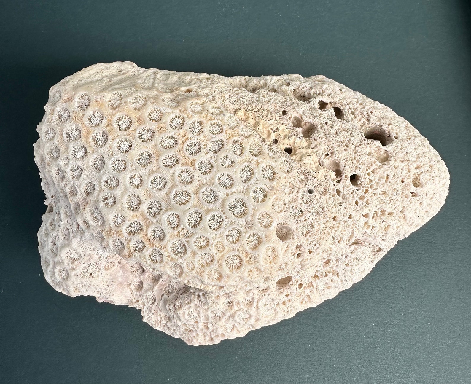 Huge Dried Coral Fossil Stone Ocean Corals - Brain Coral Reef - Coastal ...