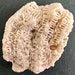 Rare Vintage Natural Coral Fossil Stone 11pcs Coastal Decor Ocean Coral ...