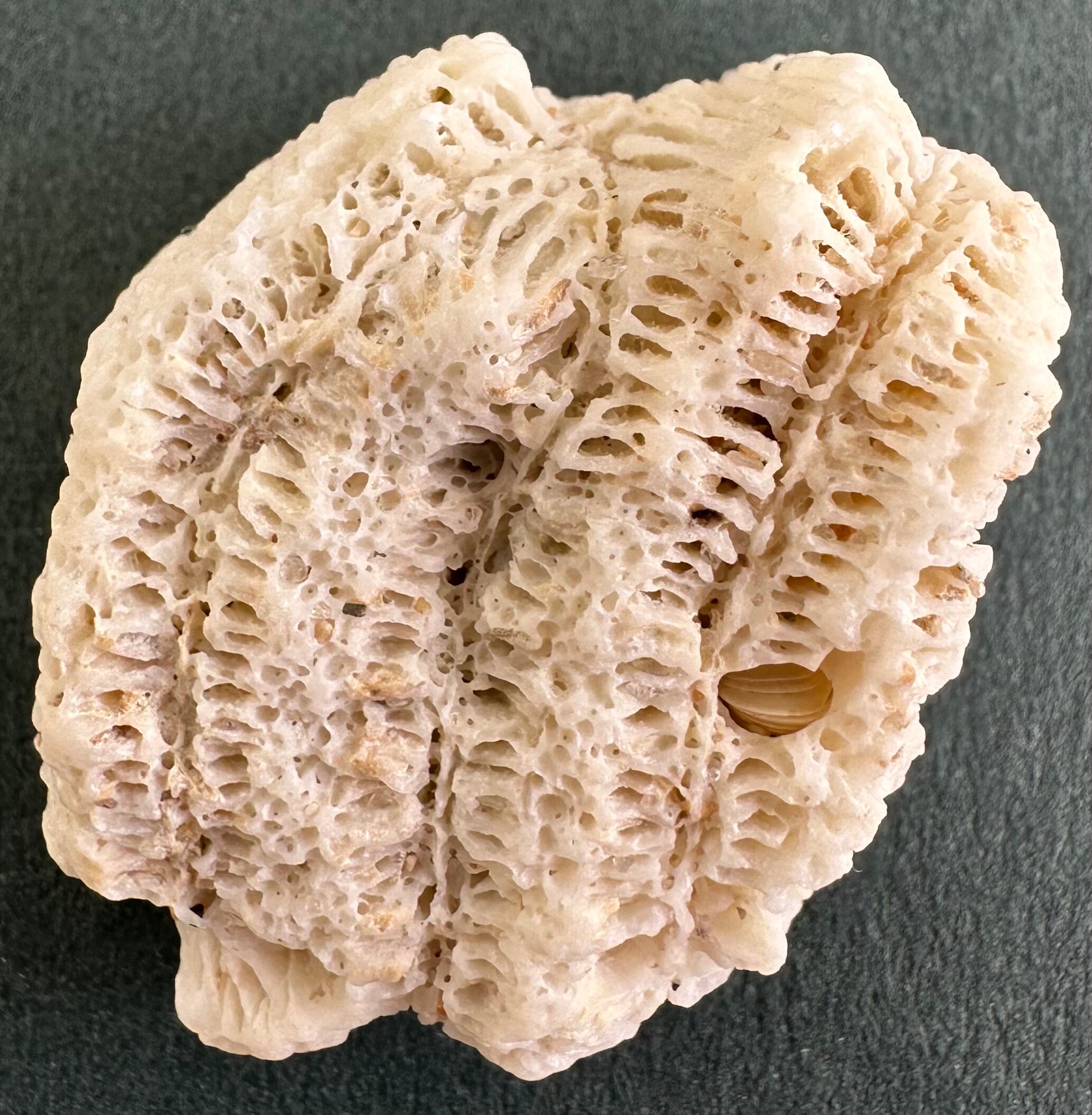 Rare Vintage Natural Coral Fossil Stone 11pcs Coastal Decor Ocean Coral ...