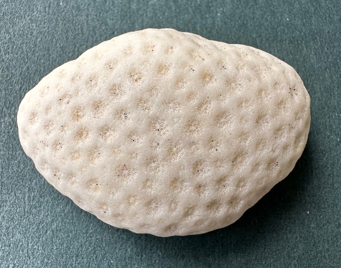 Rare Coral Fossil Reef Rocks 12 Pcs - Etsy