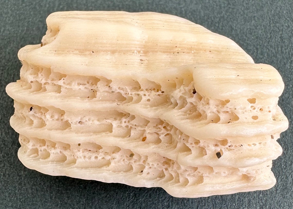 Rare Vintage Natural Coral Fossil Stone 11pcs Coastal Decor Ocean Coral ...