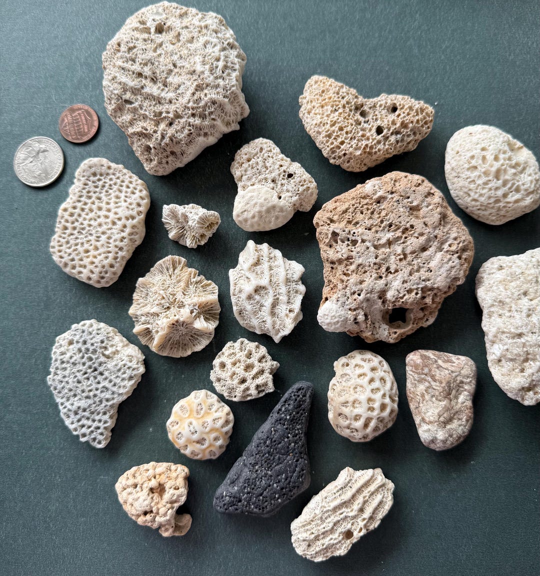 Rare Natural Colored Coral Reef Fossil Rocks 18 Pcs Coastal Decor ...