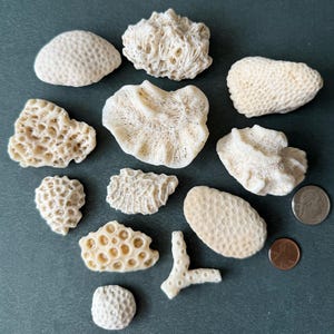 Fossil Coral Rocks 12 Pcs - Coastal Decor - Aquarium Decor - Coastal ...