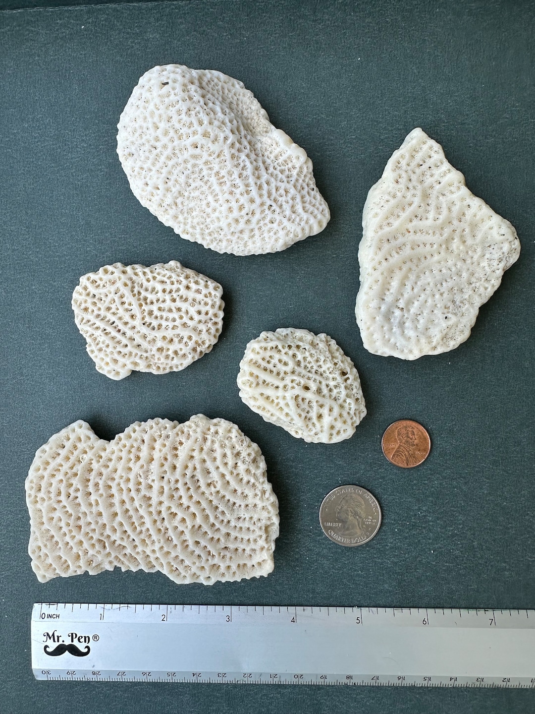 Vintage Brain Coral Natural Fossil Stone 5pcs - Etsy