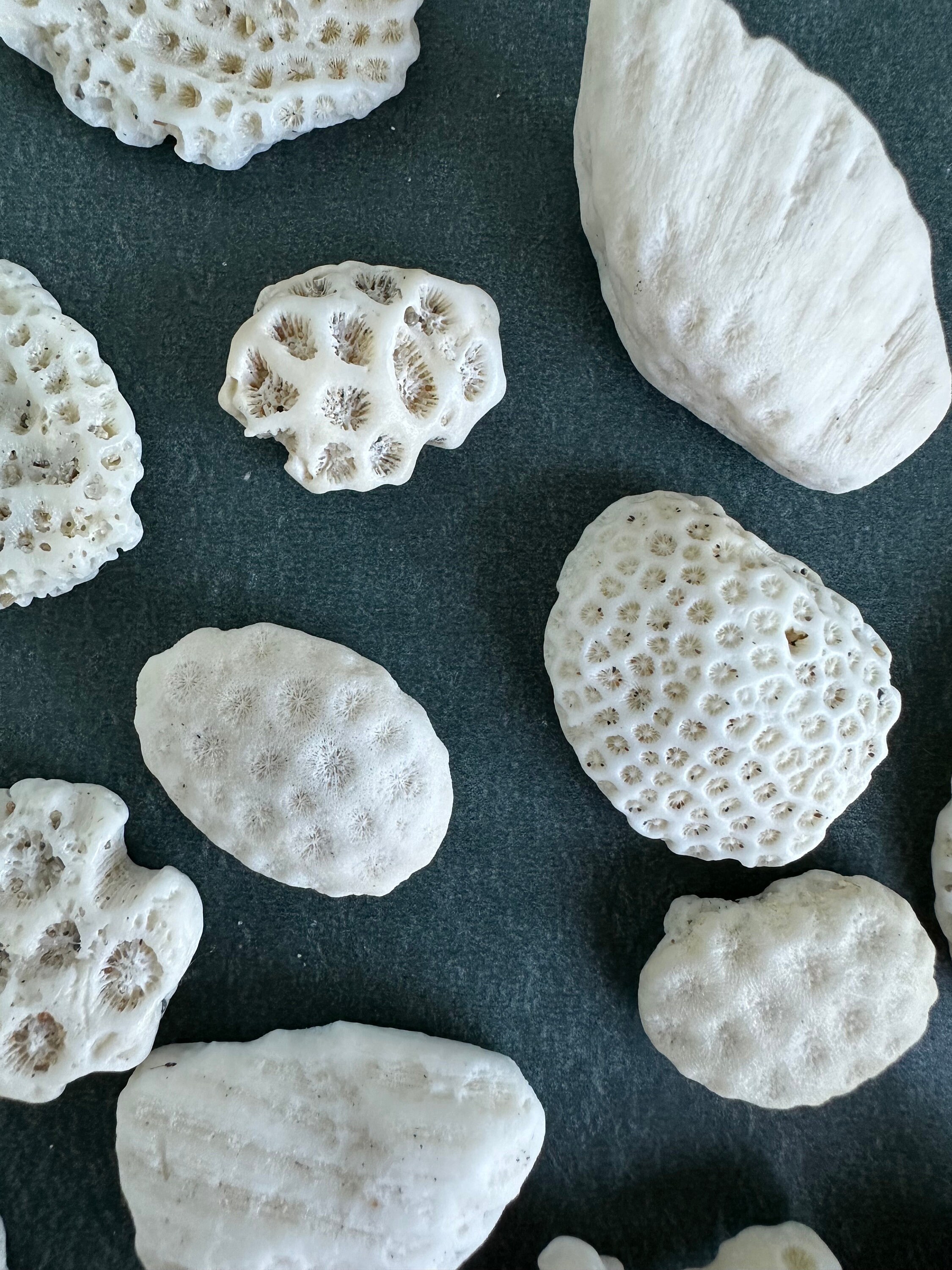 Tiny Fossilized Coral Rocks 42pcs Natural Ocean Brain Stone Florida - Etsy