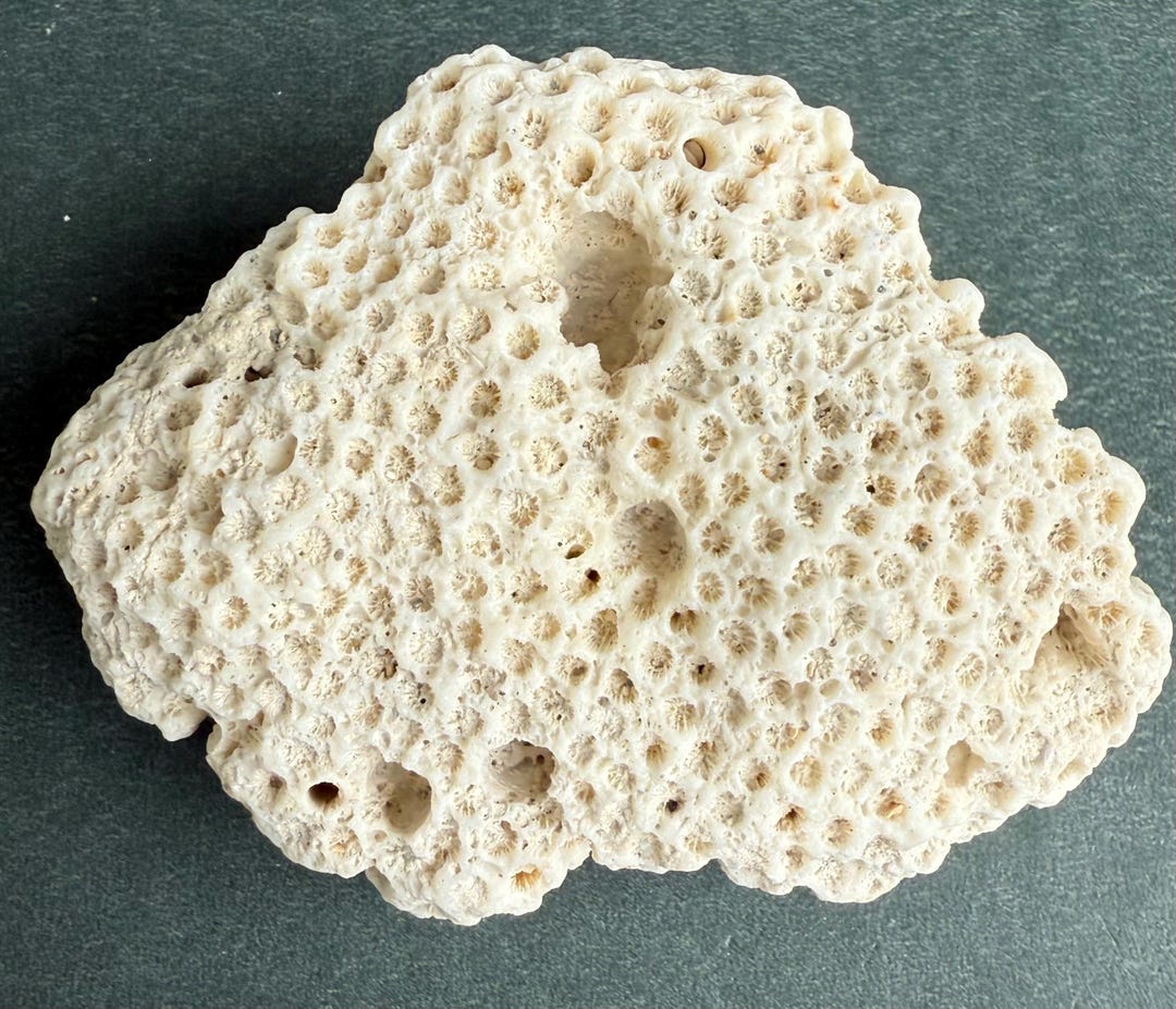 Fossil Coral Rock 11 Cm Coastal Decor - Aquarium Decor - Coastal Home ...