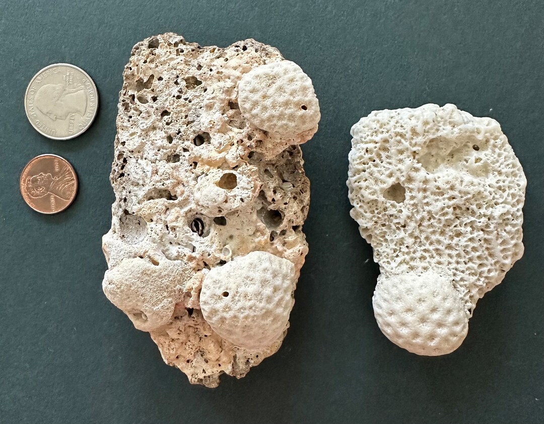 Rare Vintage Natural Coral Fossil Stone 2pcs Coastal Decor Ocean Coral ...