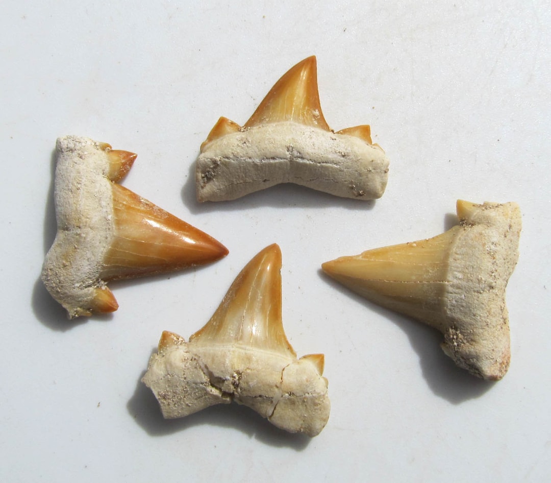 4 Small Shark Teeth 16 to 22 Mm Fossil - Etsy