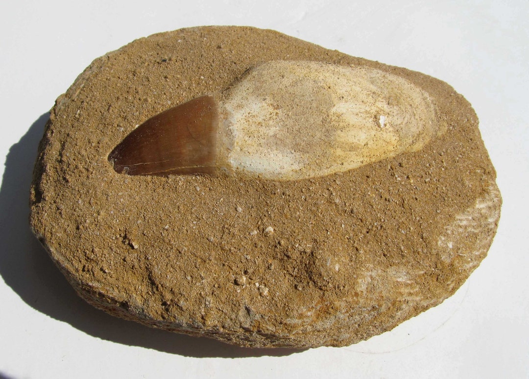 Dinosaur Tooth With Root in Matrix Mosasaurus Dinosaur - Etsy
