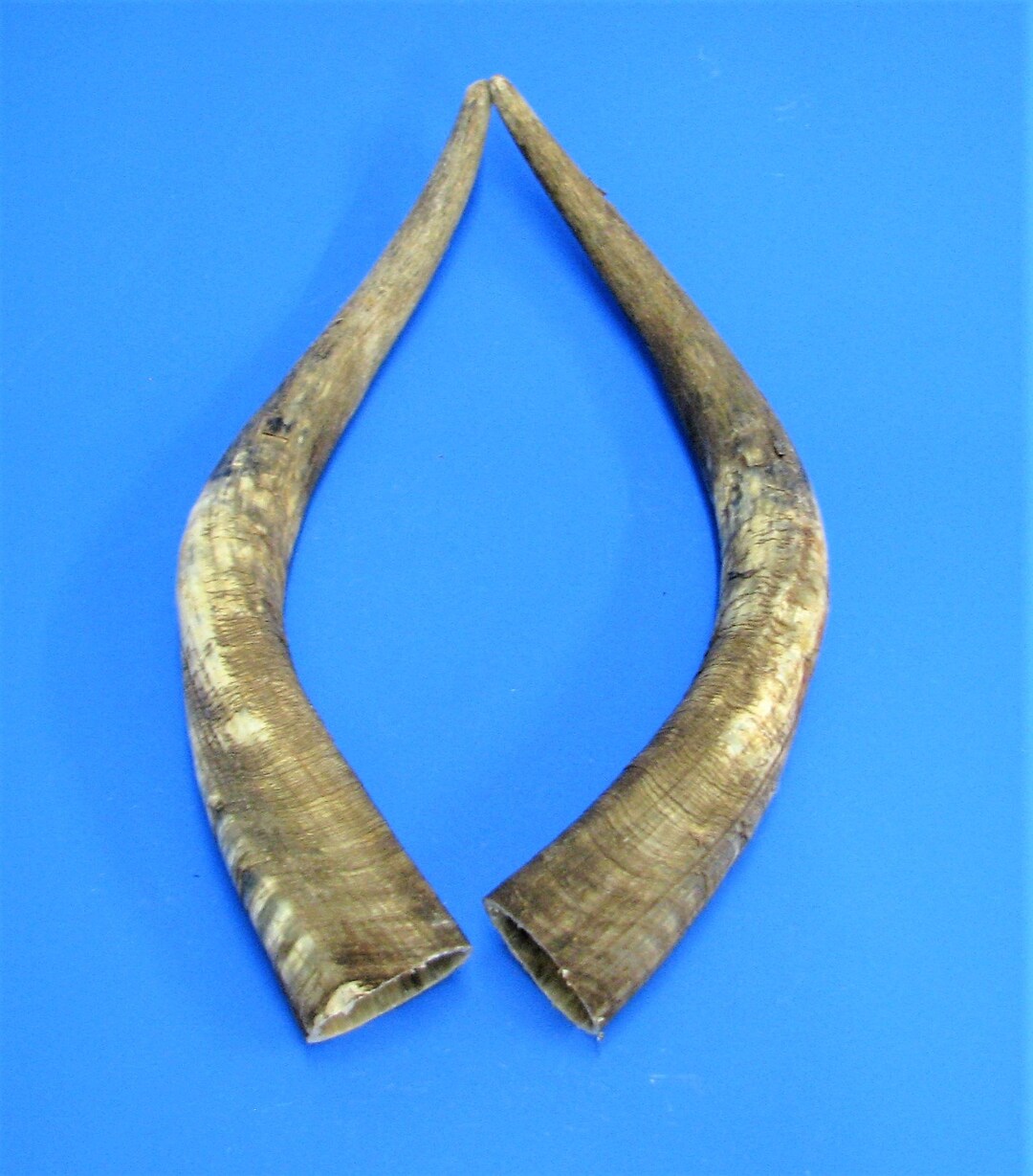Beef Horn Pair, Cow Horn Pair, Real Animal Horn, Decorative Horn, Horn ...