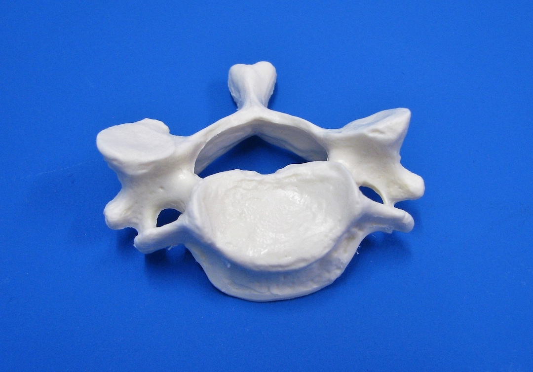 Human Vertebrae, Replica / Copy of a Cervical Vertebra, Spine Bone for ...