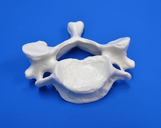 Fox Vertebrae - Etsy