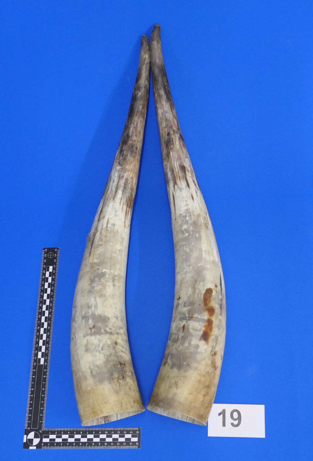Pair of Cattle Horns, Pair of Cow Horns, Real Animal Horn, Decorative ...