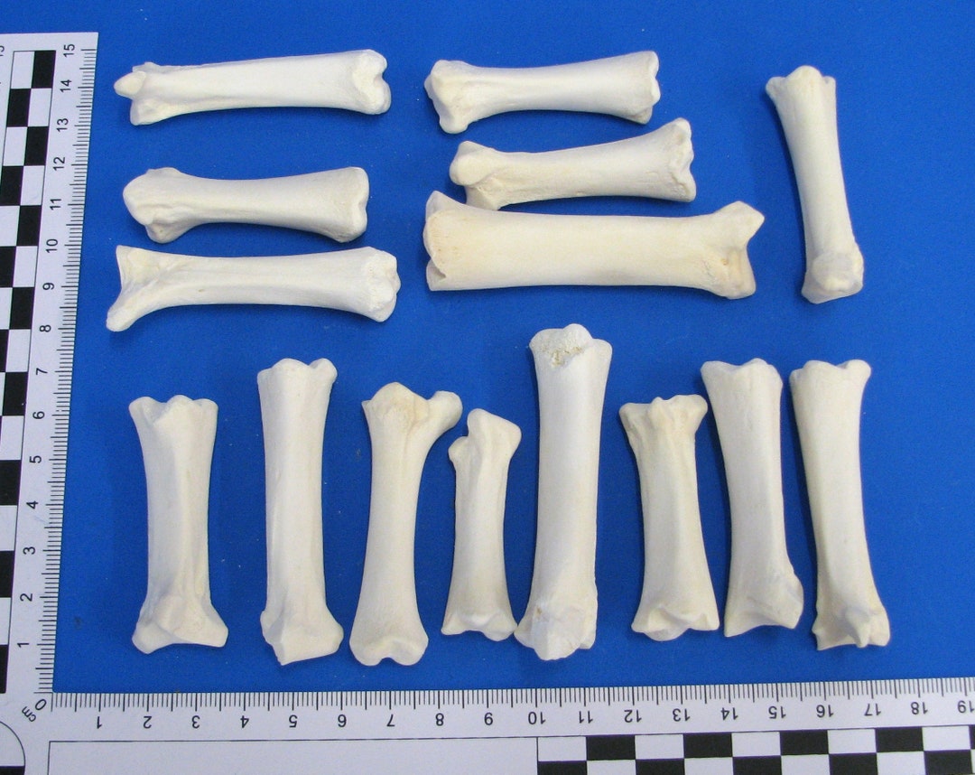 15 Pack Wild Boar Metatarsal Bones. Real Bones for Decoration - Etsy