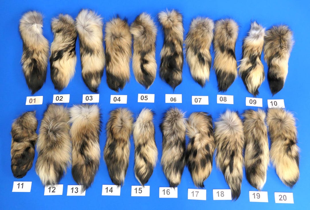 Tanuki Tail, Raccoon Dog, or Finn Racoon. Dense Winter Fur. Tail for ...