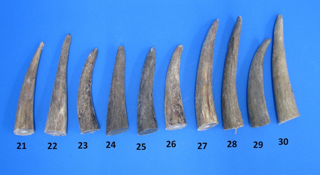 Cattle Horns, Solid Horn Tip Natural, Solid Cattle Horn, Real Animal ...